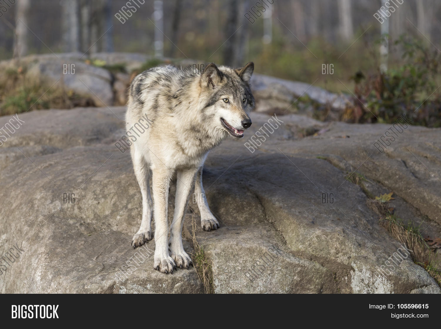 Lone Timber Wolf Play Image & Photo (Free Trial) | Bigstock
