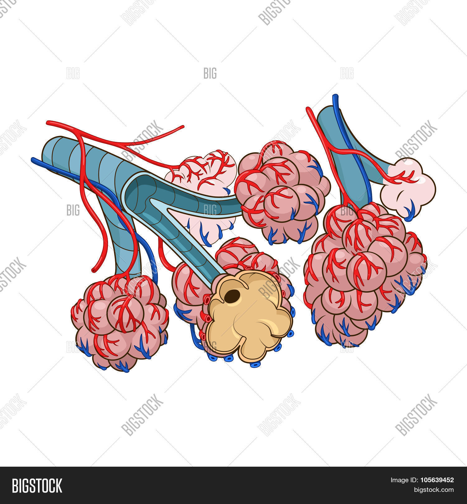 Alveoli Vector Vector & Photo (Free Trial) | Bigstock
