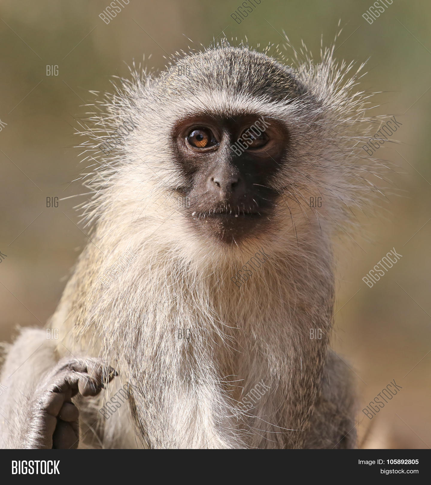 Wild Velvet Monkey Image & Photo (Free Trial) | Bigstock