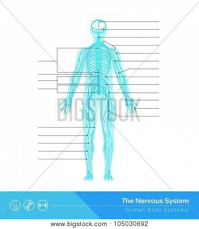 Nervous System Vector & Photo (Free Trial) | Bigstock