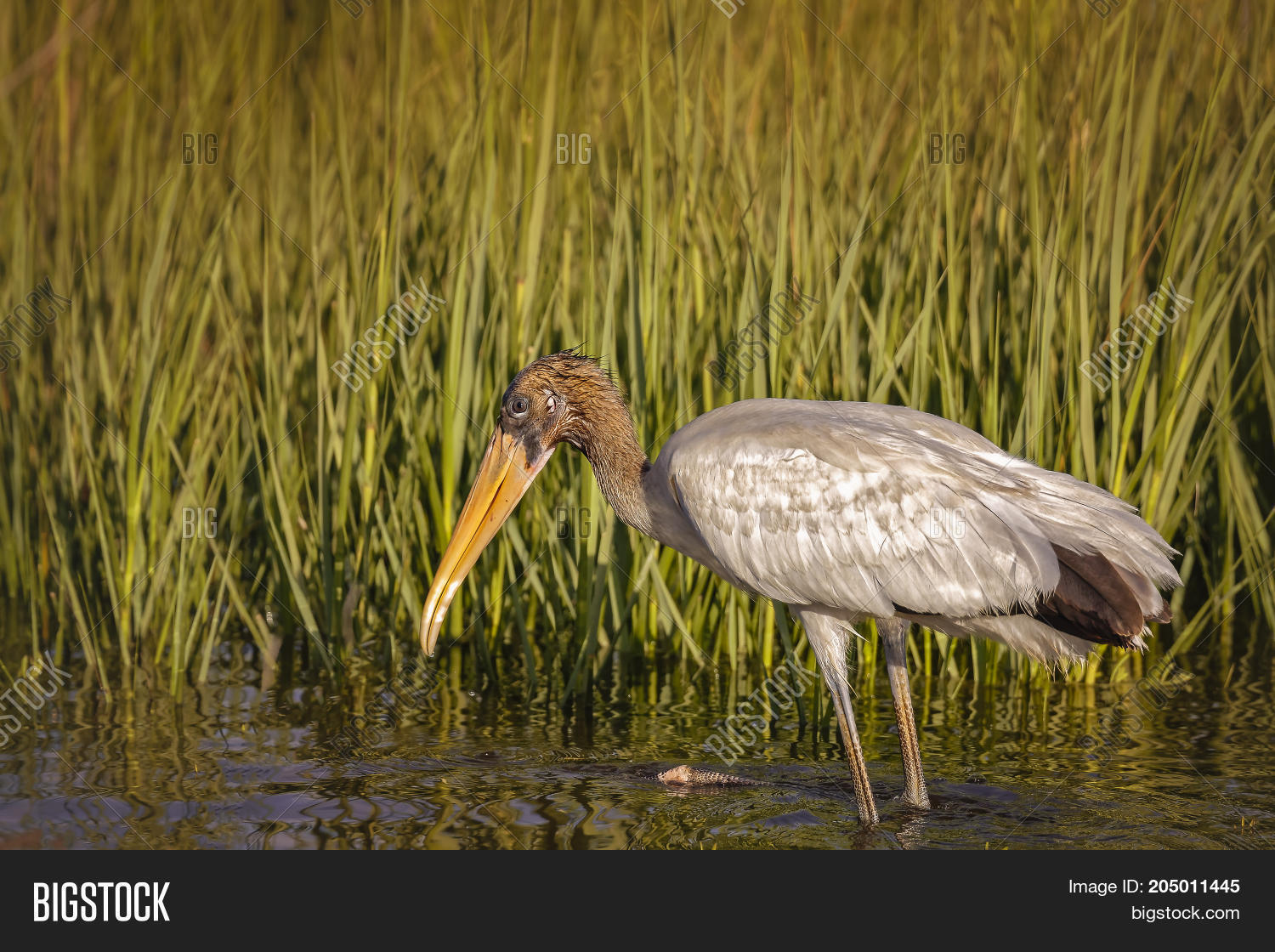 Wood Stork Hunting On Image & Photo (Free Trial) | Bigstock
