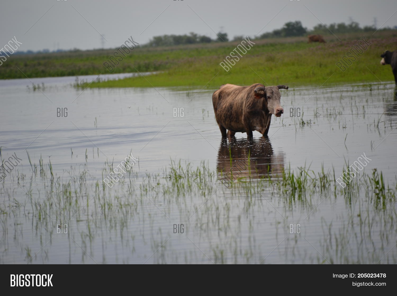 Cattle Share Marsh Image & Photo (Free Trial) | Bigstock