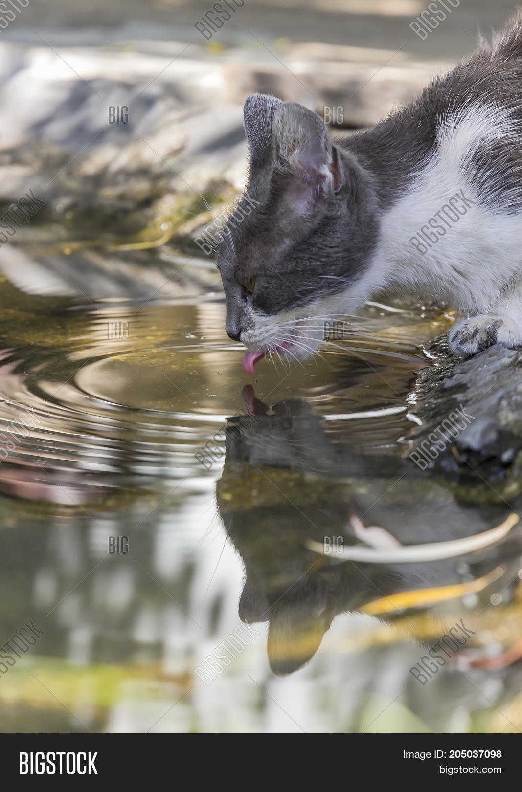 Cute Animals Drinking Water