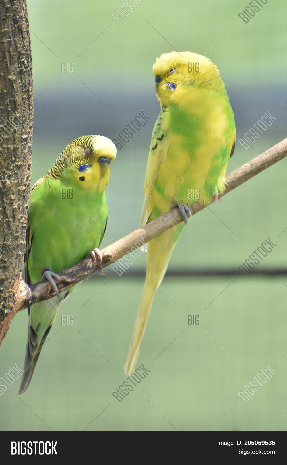 Pair Parakeets Their Image & Photo (Free Trial) | Bigstock