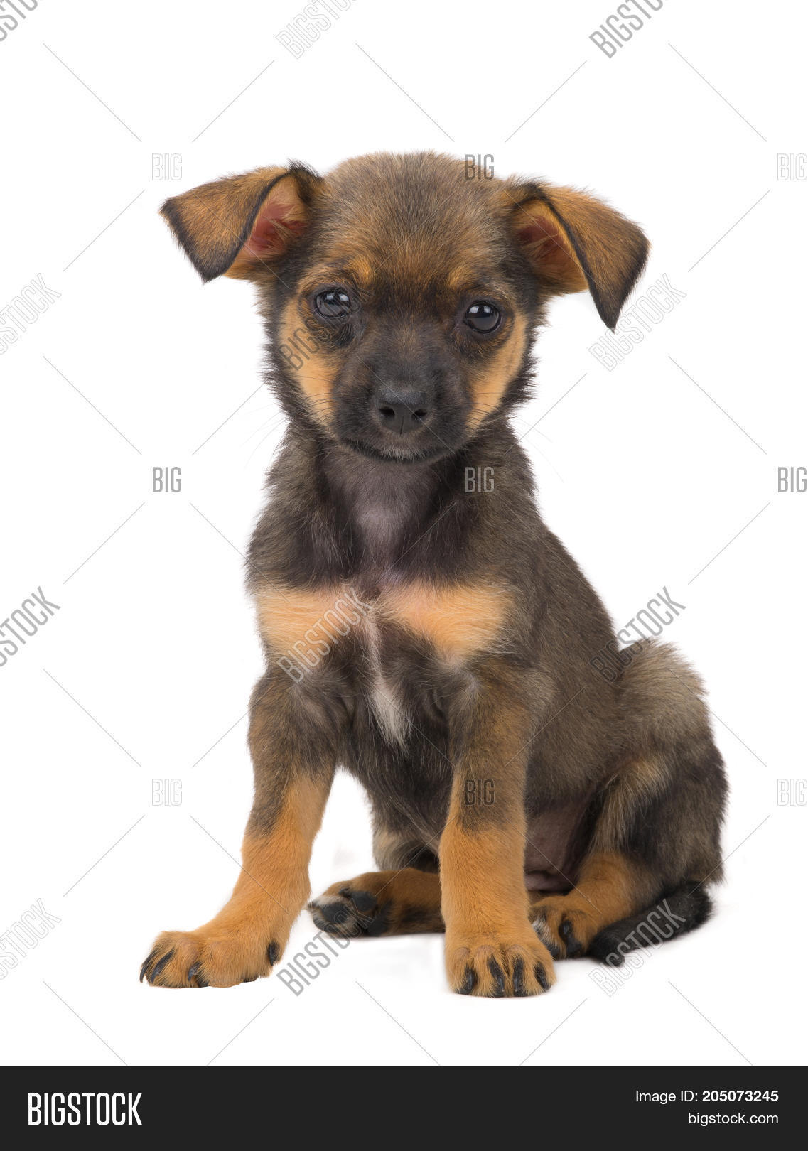 Brown Puppy Image & Photo (Free Trial) | Bigstock