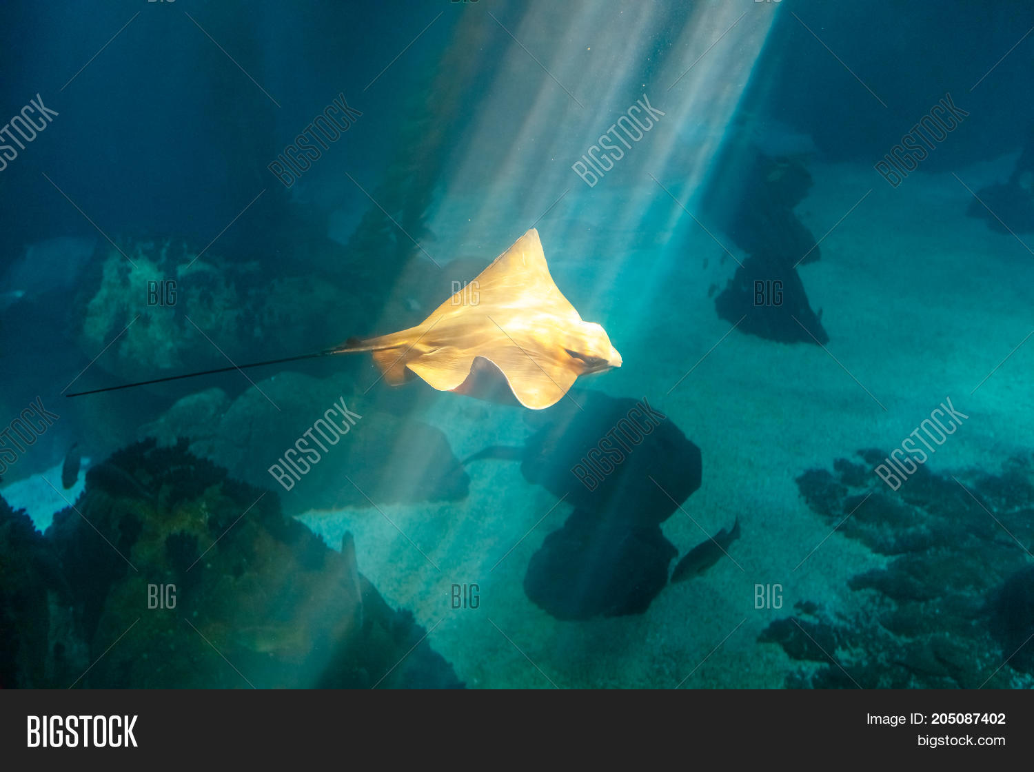 Eagle Ray, Myliobatis Image & Photo (Free Trial) | Bigstock