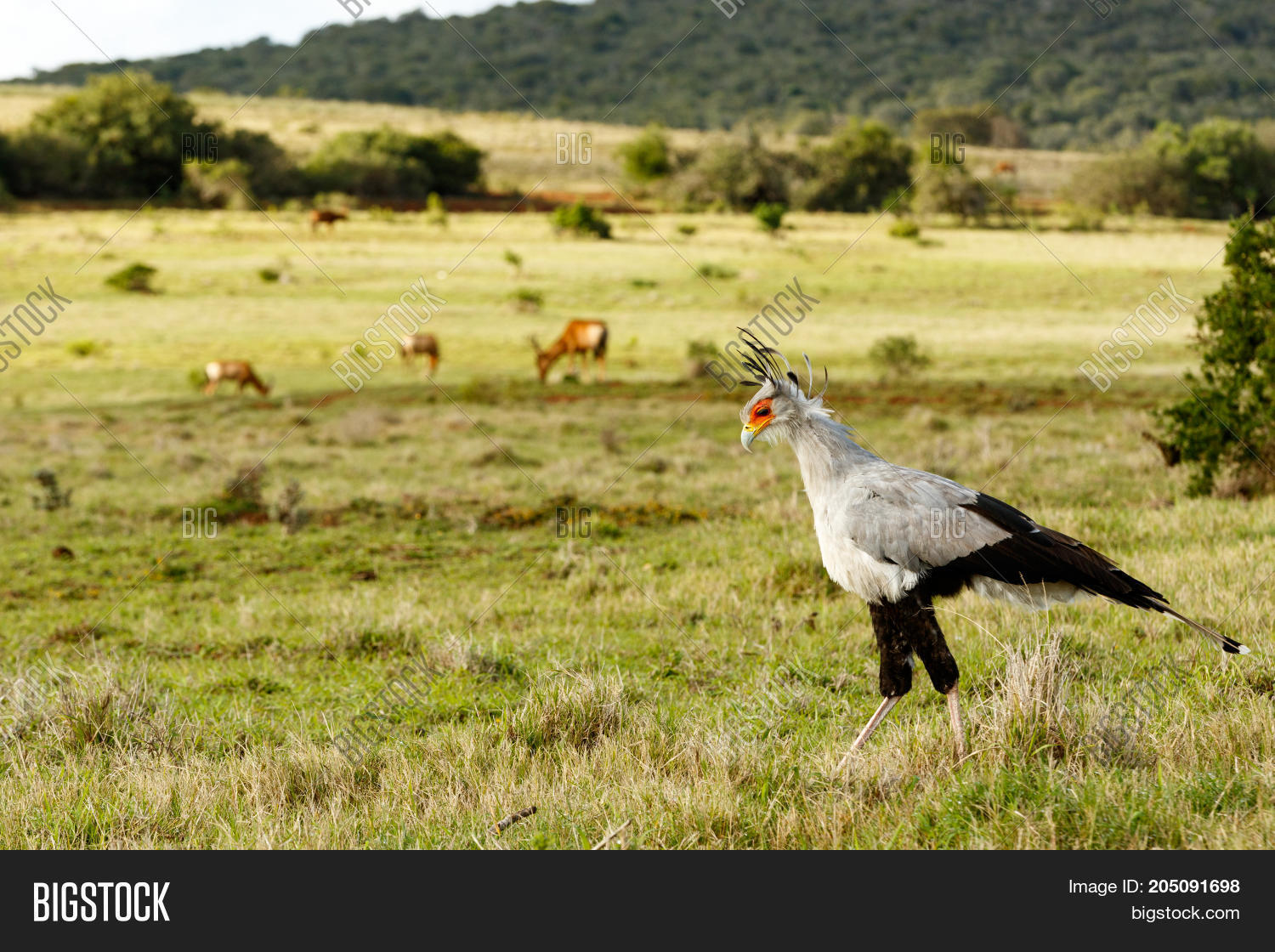 Secretary Bird Walking Image & Photo (Free Trial) | Bigstock