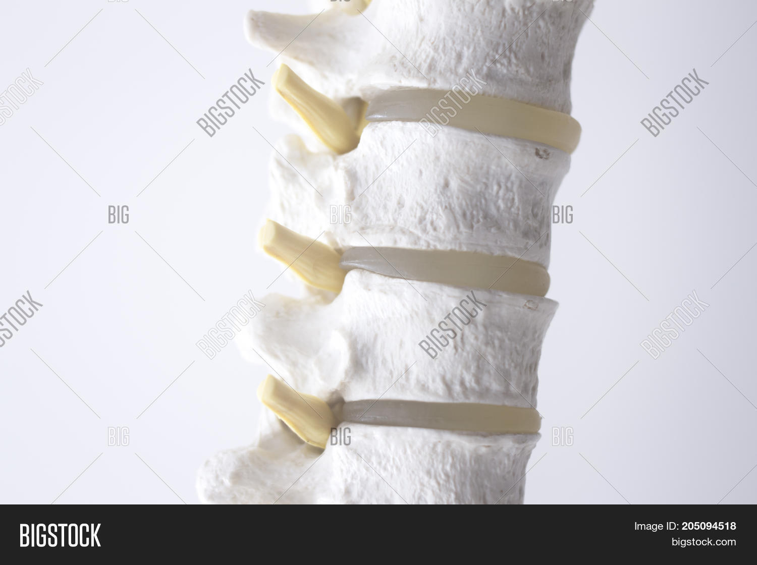 Human Spine Column Image & Photo (Free Trial) | Bigstock