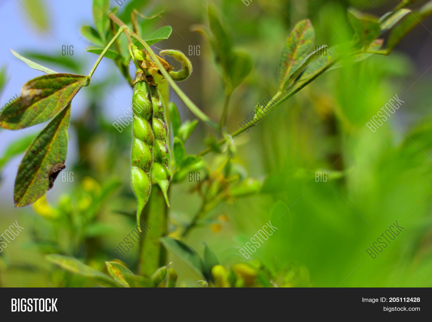 Pigeon Pea Crop Field Image & Photo (Free Trial) | Bigstock