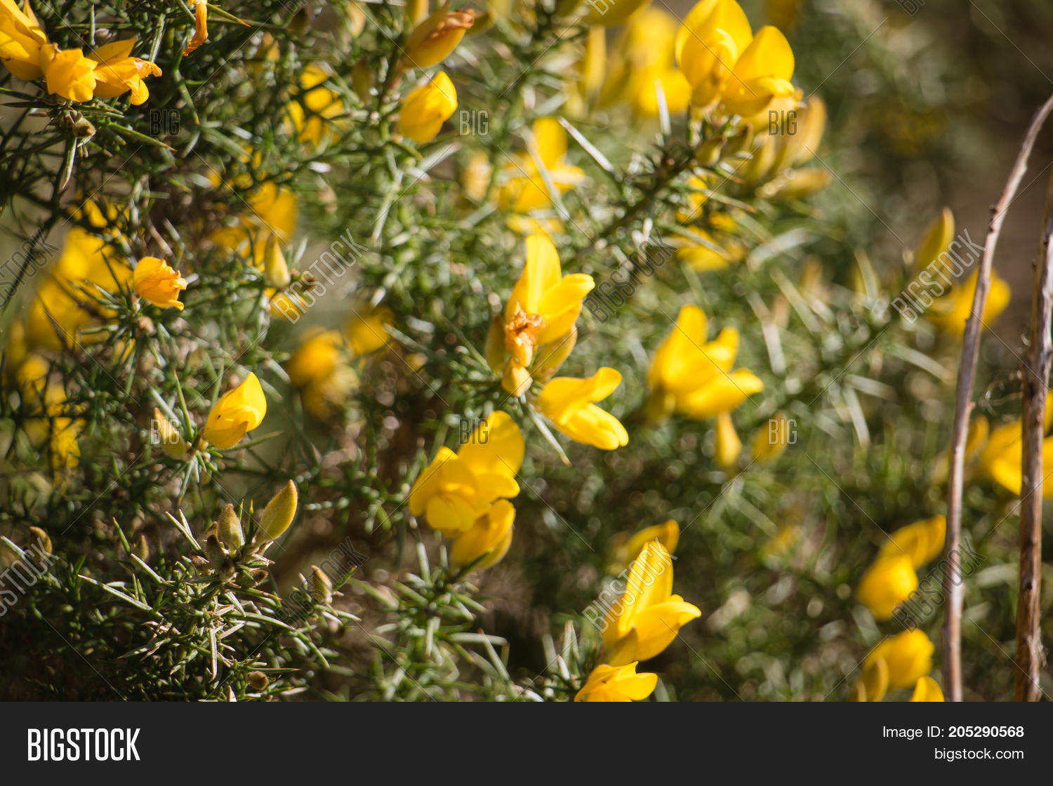 Flowering Common Gorse Image & Photo (Free Trial) | Bigstock
