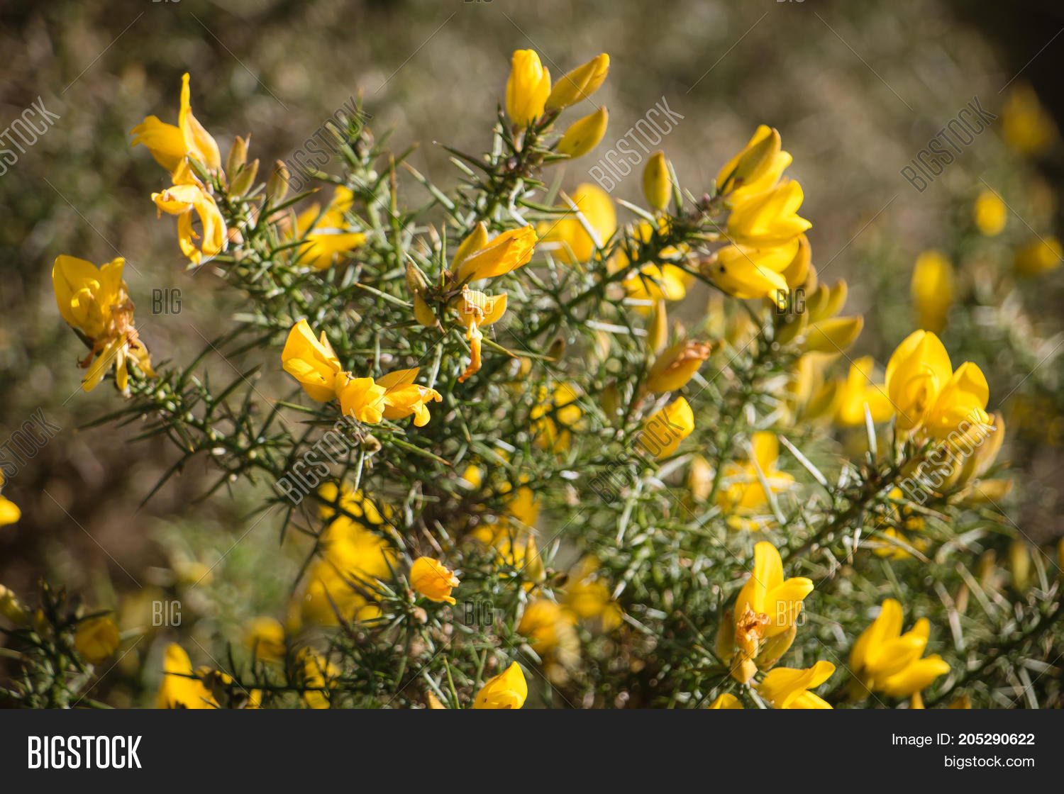 Flowering Common Gorse Image & Photo (Free Trial) | Bigstock