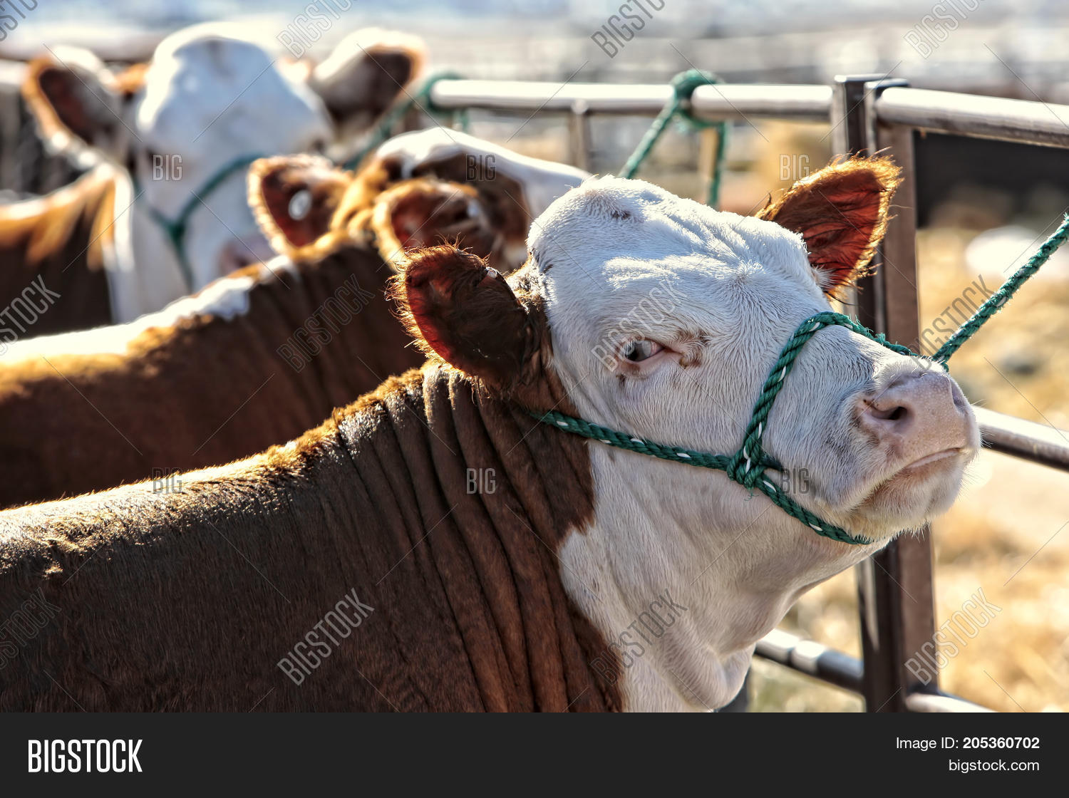 Hereford Heifer Cows Image & Photo (Free Trial) | Bigstock