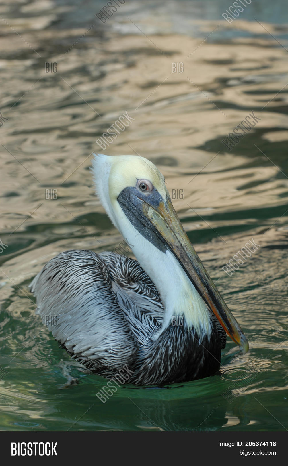 Brown Pelican Floating Image & Photo (Free Trial) | Bigstock
