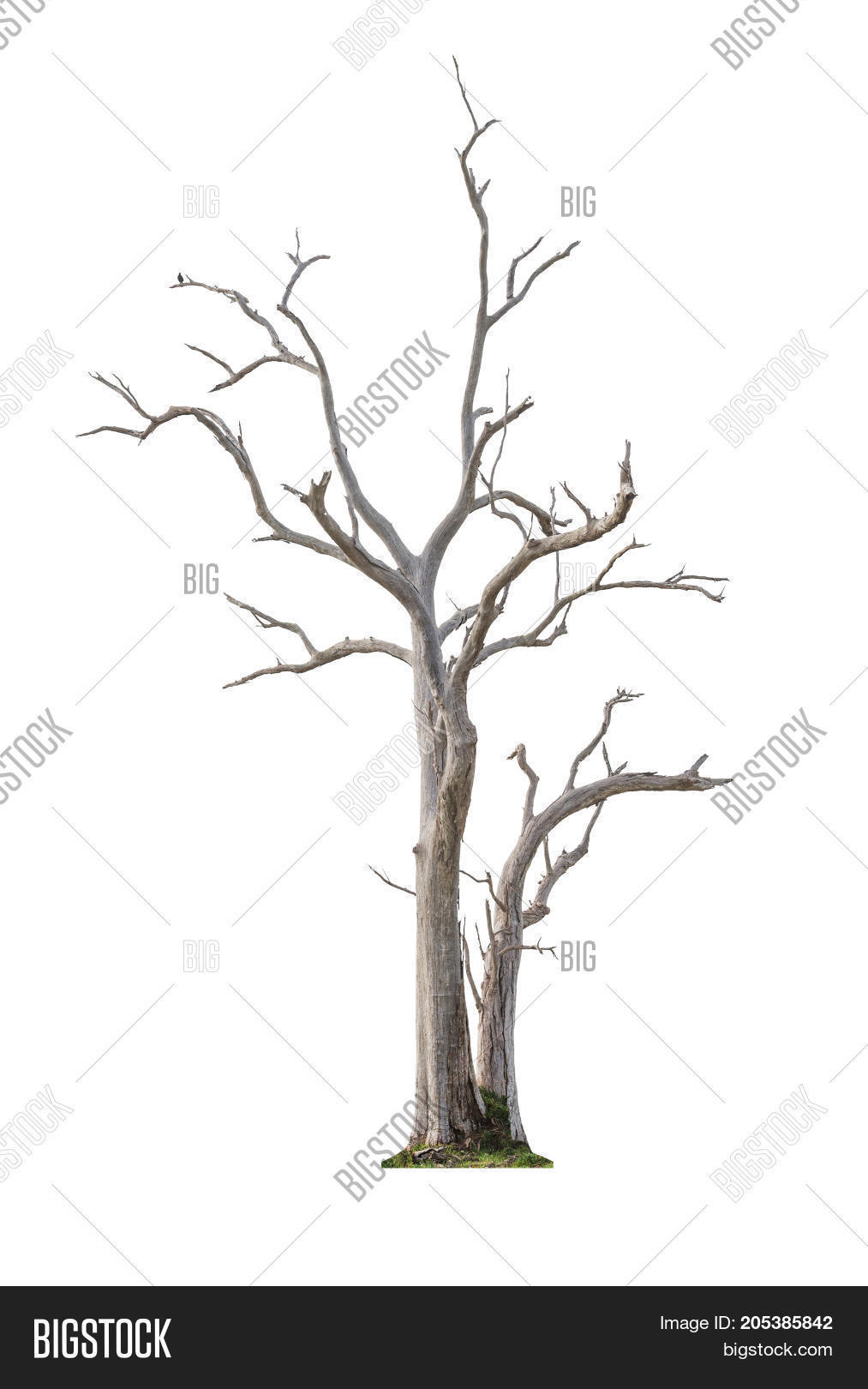 Single Old Dead Tree Image & Photo (Free Trial) | Bigstock