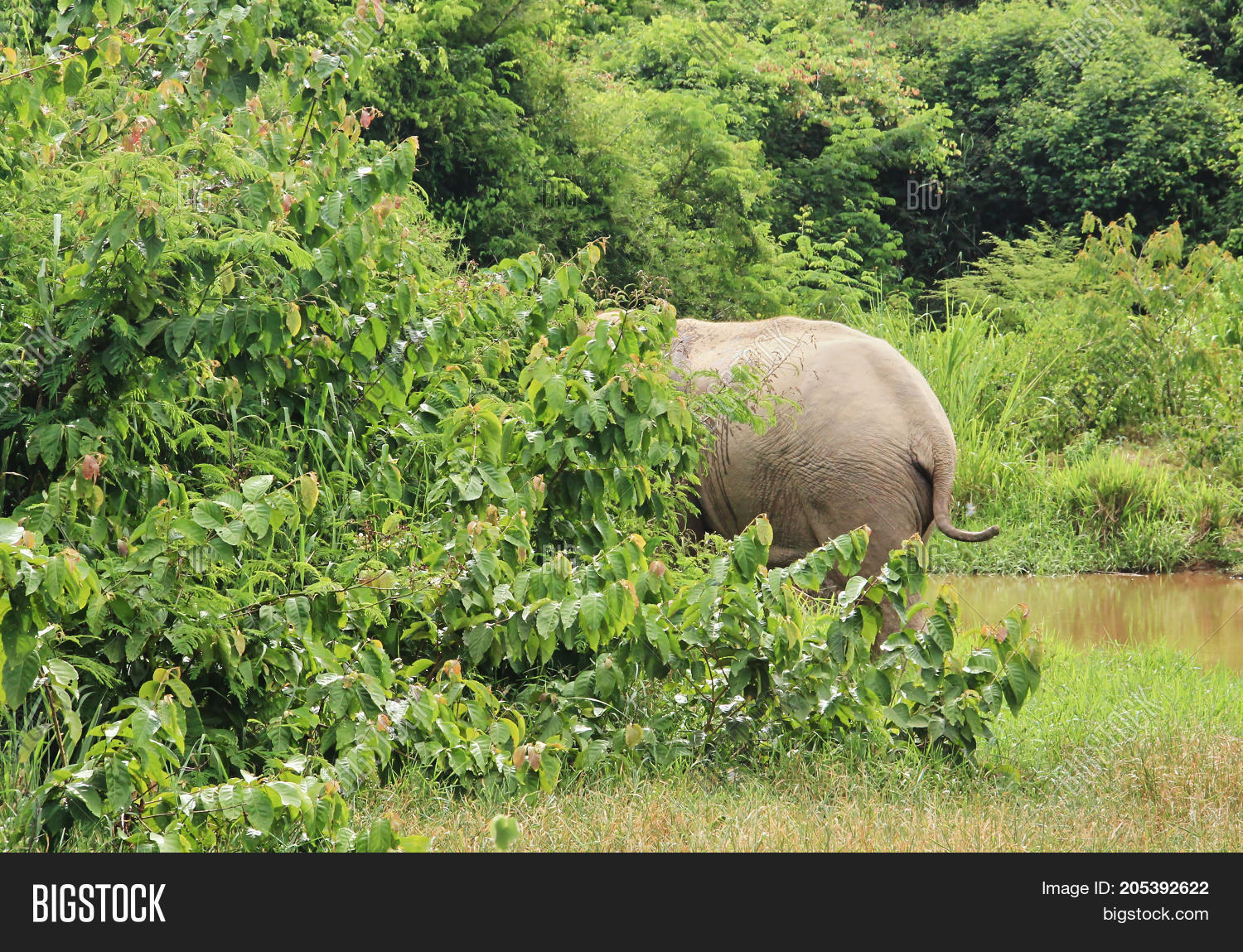 Wild Asian Elephant Image & Photo (Free Trial) | Bigstock