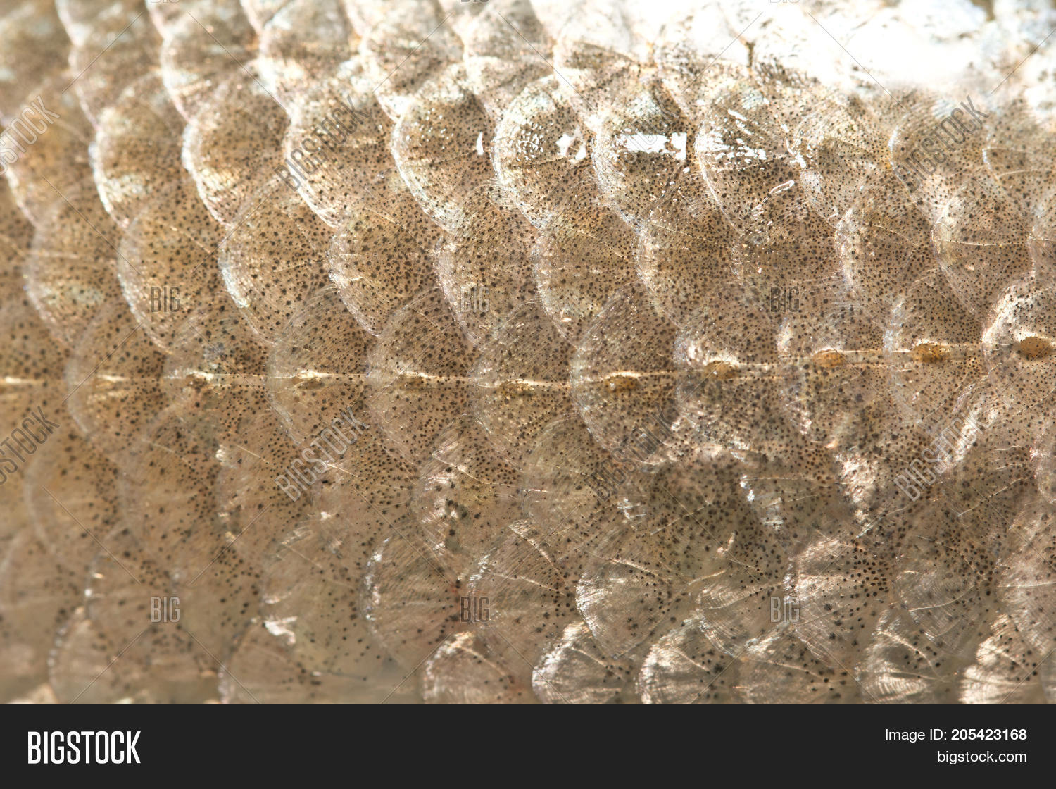 Fish Scales . Photo Image & Photo (Free Trial) | Bigstock