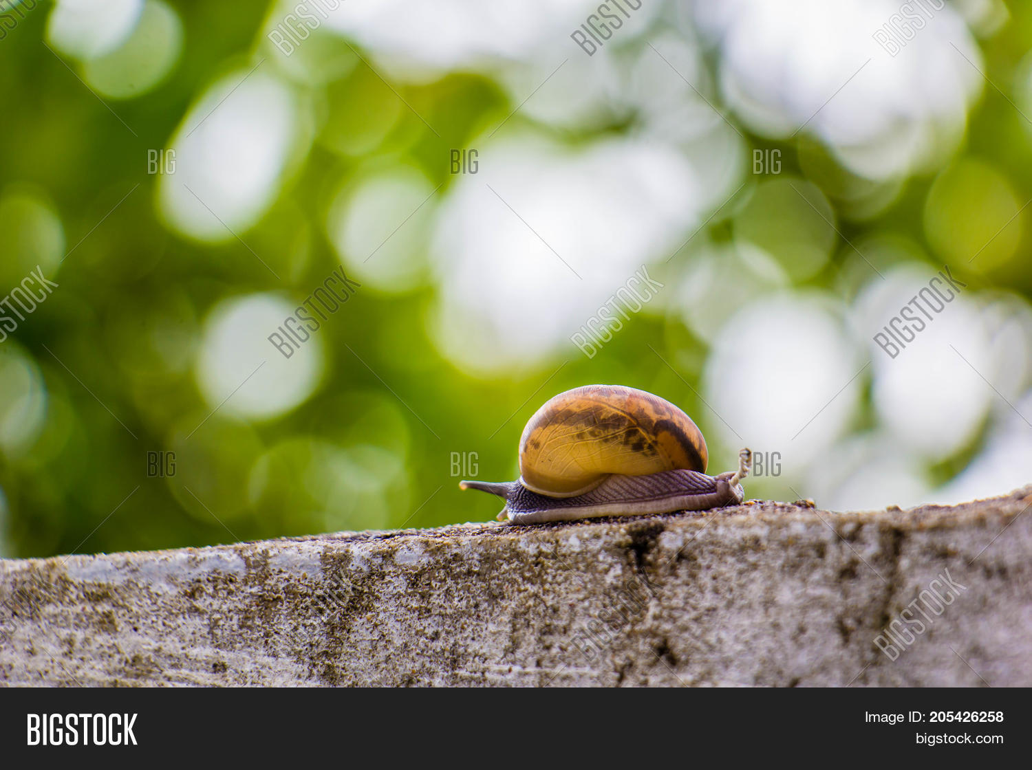 Snaile On Concrete Image & Photo (Free Trial) | Bigstock