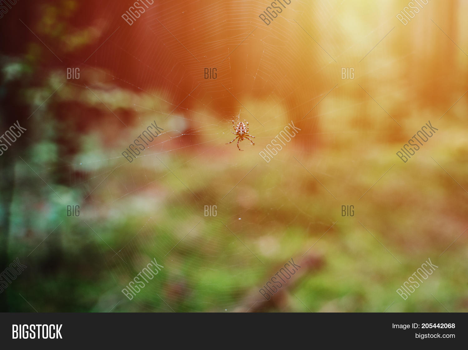 Close On Marbled Orb- Image & Photo (Free Trial) | Bigstock