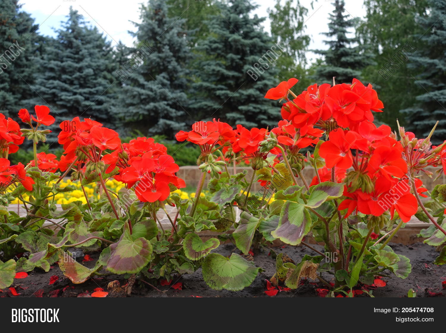 Scarlet Red Flowers Image & Photo (Free Trial) | Bigstock