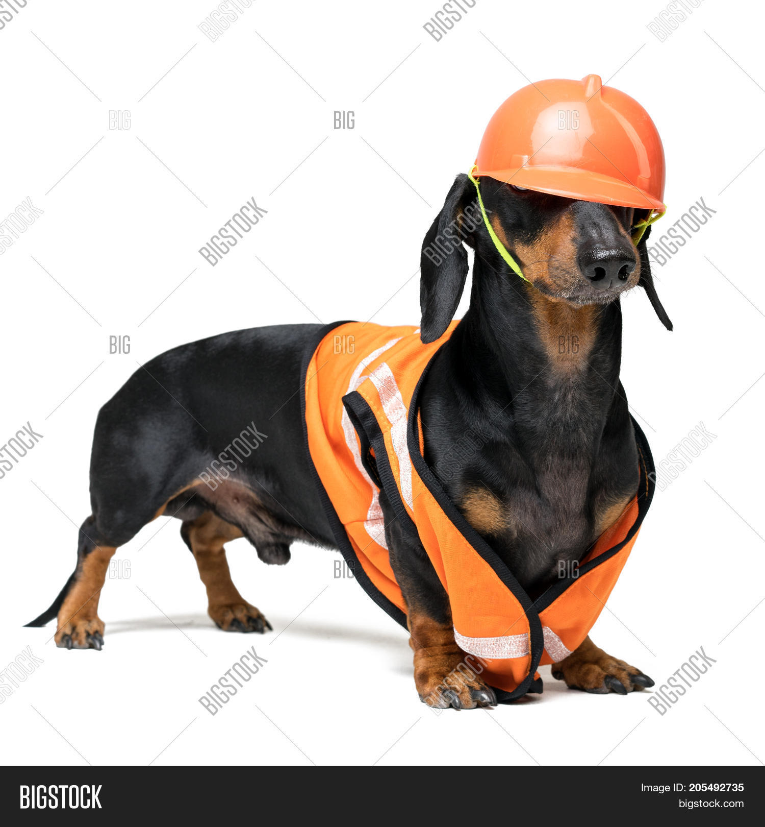 Dog Builder Dachshund Image & Photo (Free Trial) | Bigstock