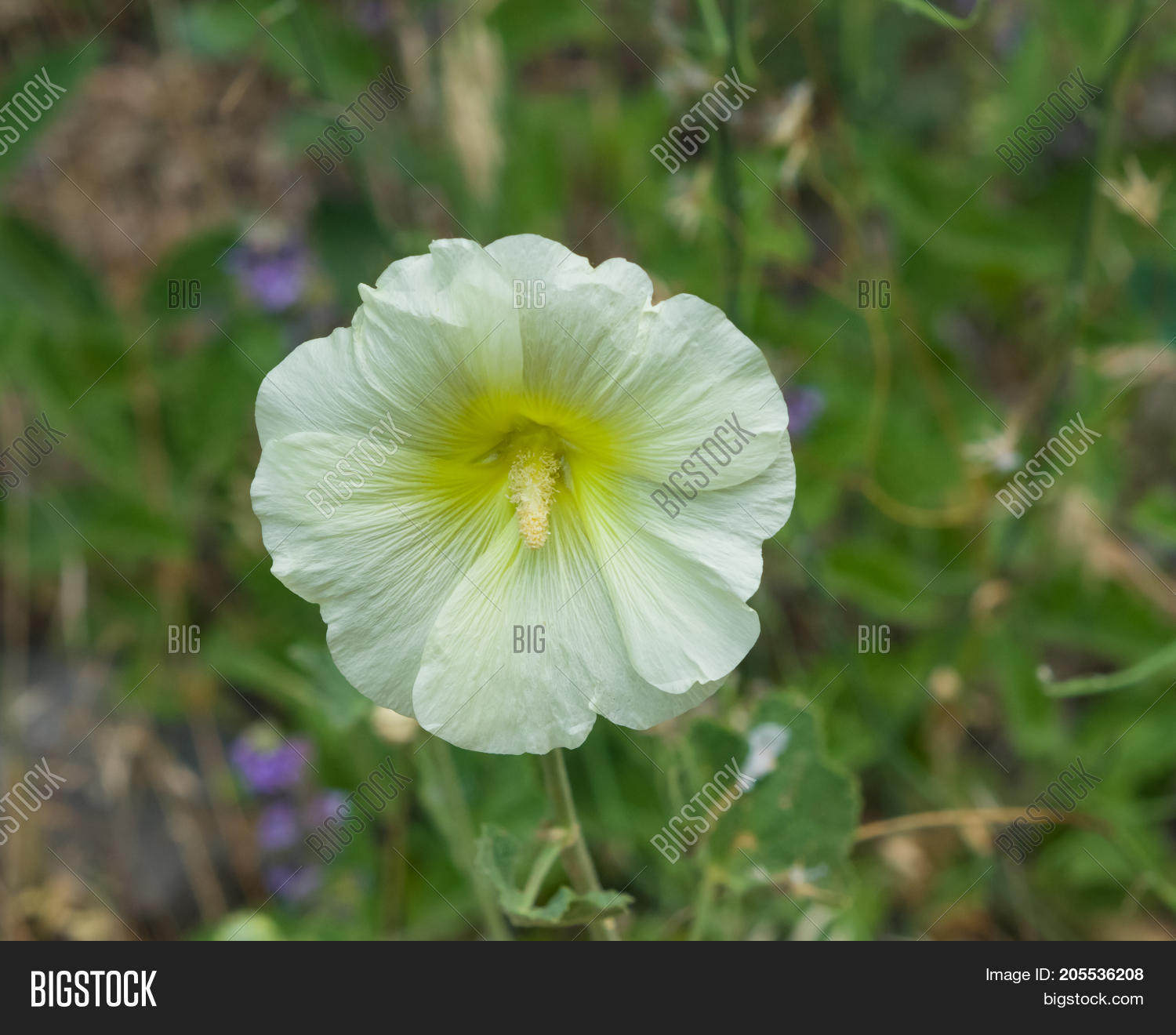 Pale Yellow Flower On Image & Photo (Free Trial) | Bigstock