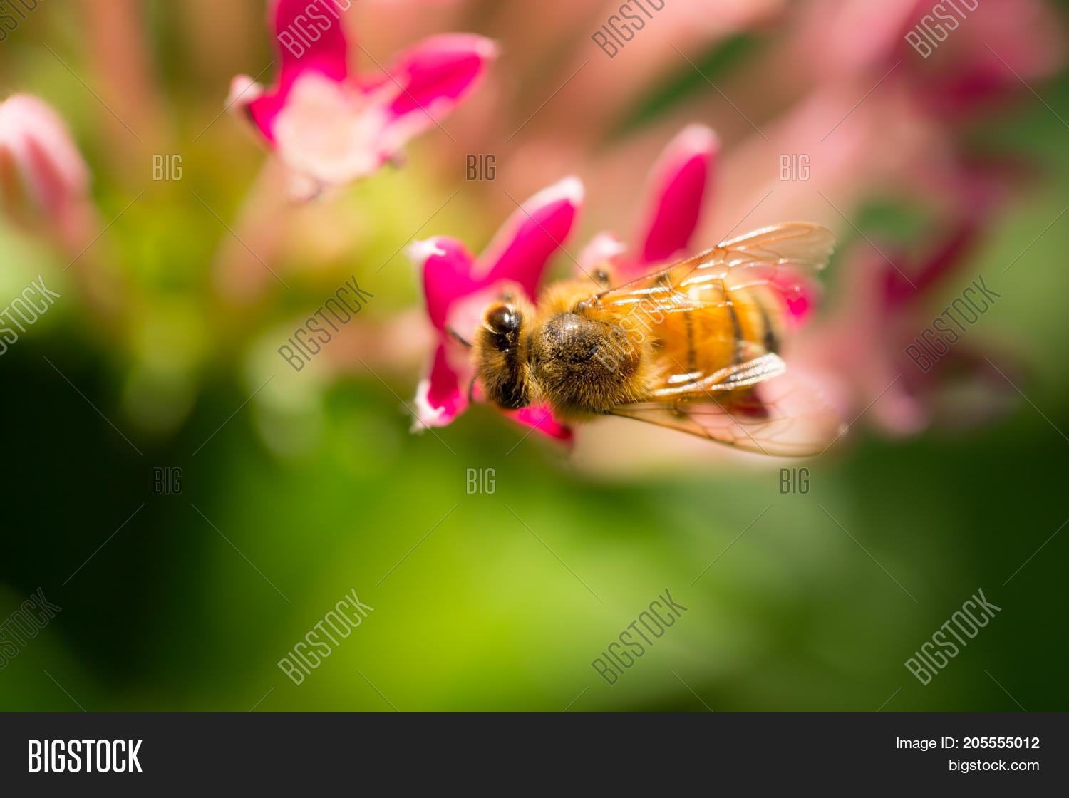 Macro Bee Top View Image & Photo (Free Trial) | Bigstock