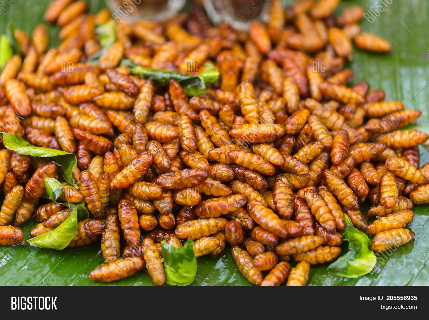 Fried Insects Crispy Image & Photo (Free Trial) | Bigstock