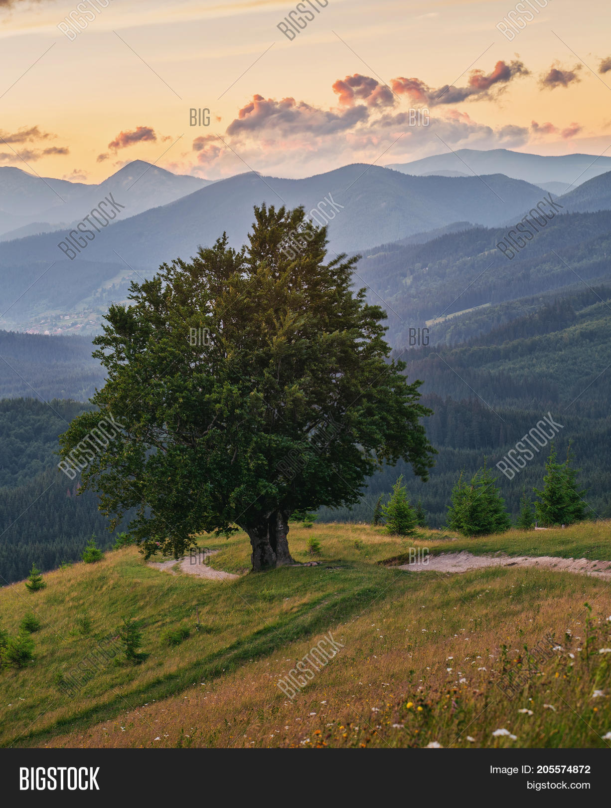 Hill One Tree. Image & Photo (Free Trial) | Bigstock