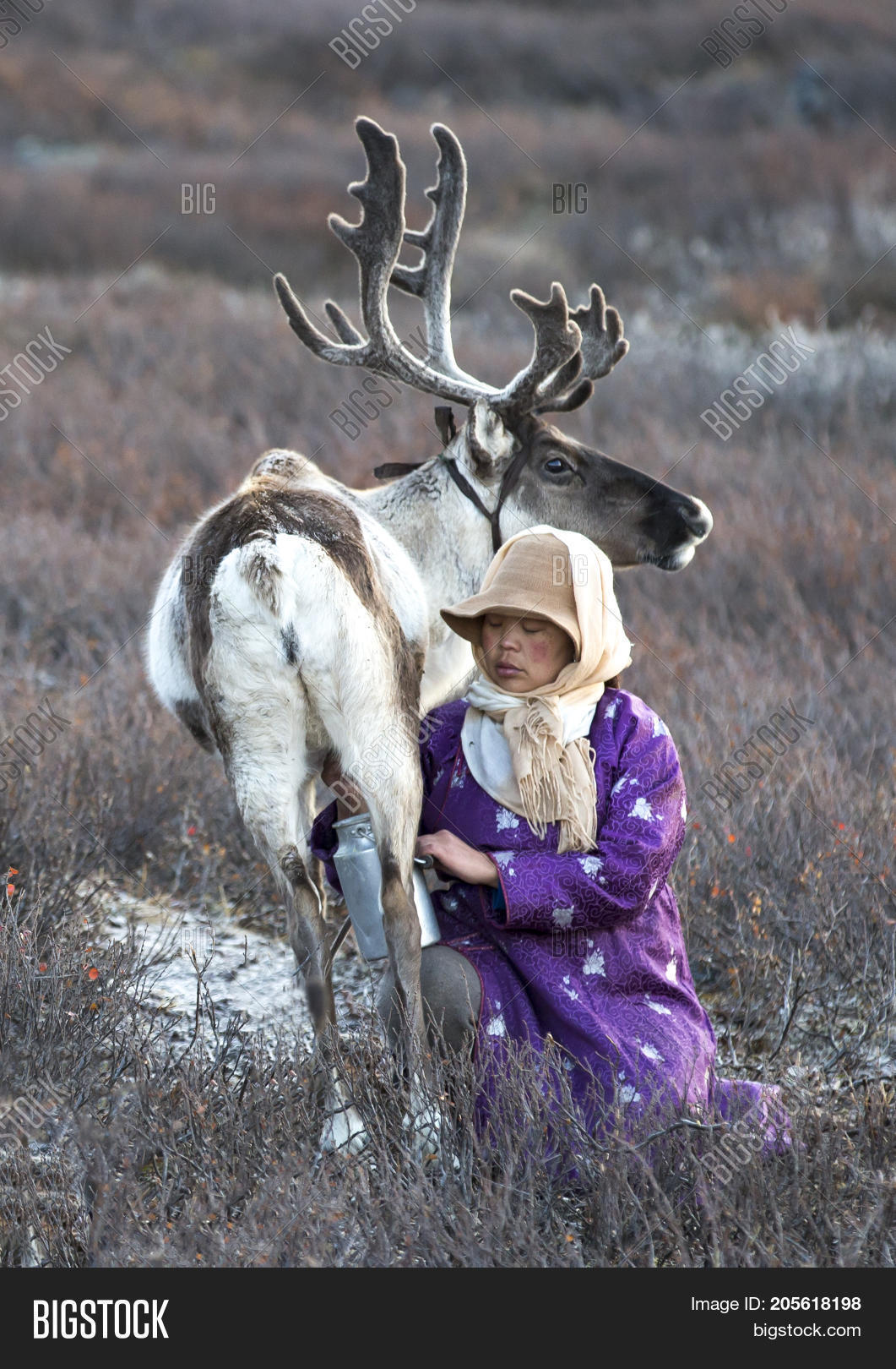 Tsaatan Woman Image & Photo (Free Trial) | Bigstock