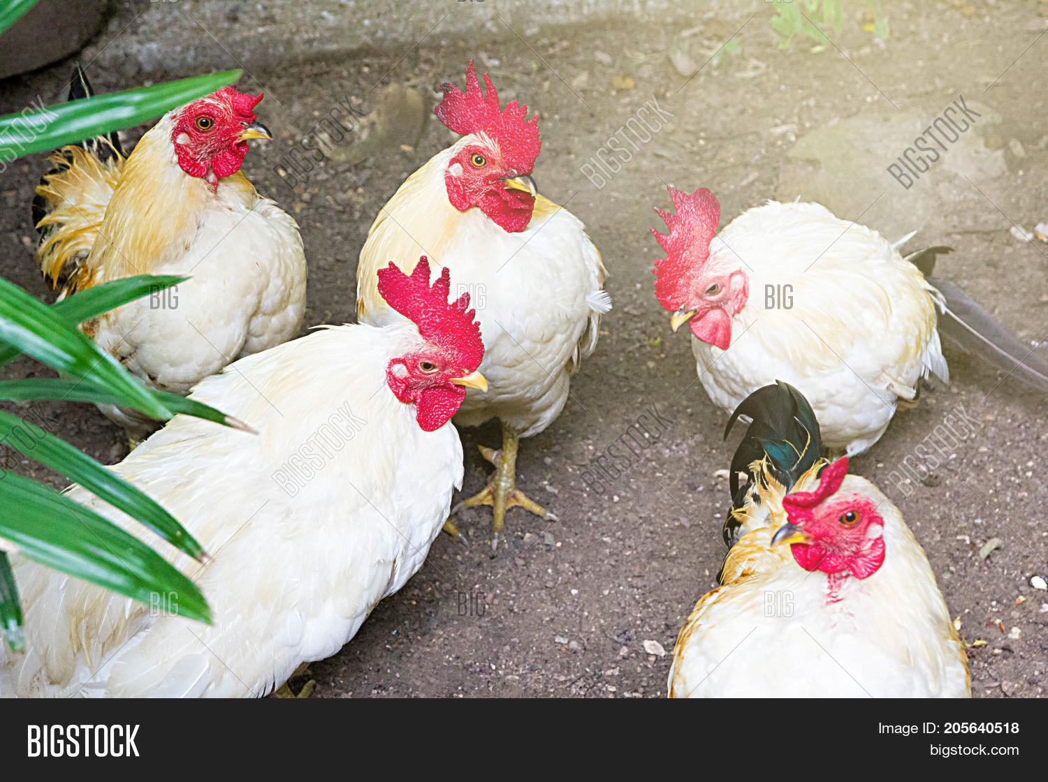 Image White Chicken Image & Photo (Free Trial) | Bigstock