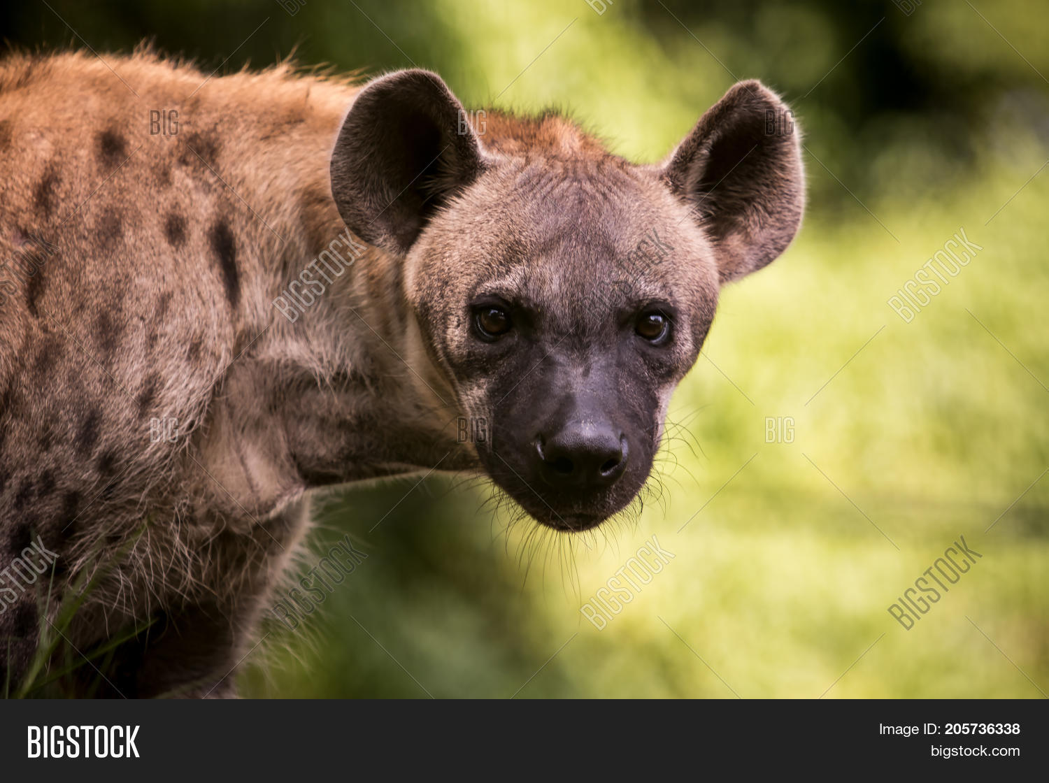 Close Face Hyena Eye Image & Photo (Free Trial) | Bigstock