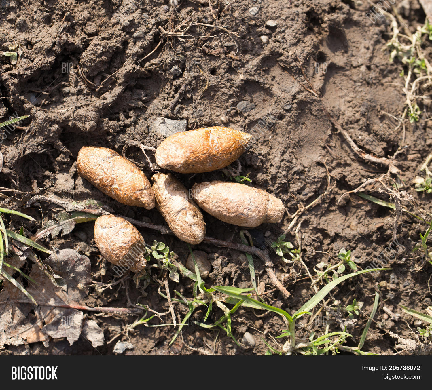 Dog Feces . Park Image & Photo (Free Trial) | Bigstock