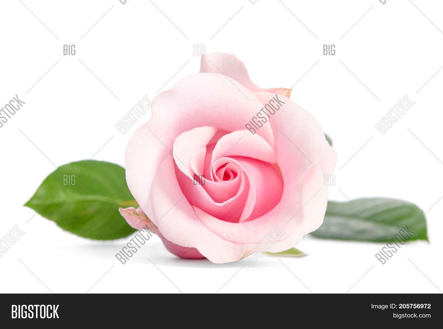 Single Bud Pink Rose Image & Photo (Free Trial) | Bigstock