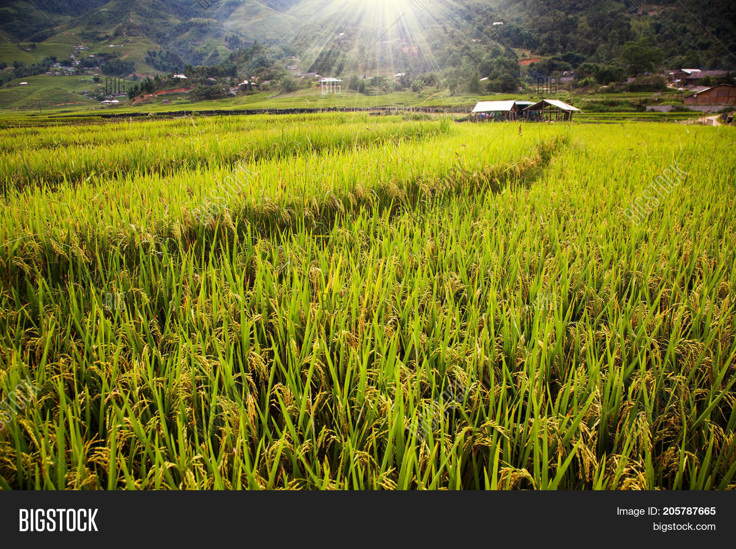 Green Rice Fields Ta Image & Photo (Free Trial) | Bigstock
