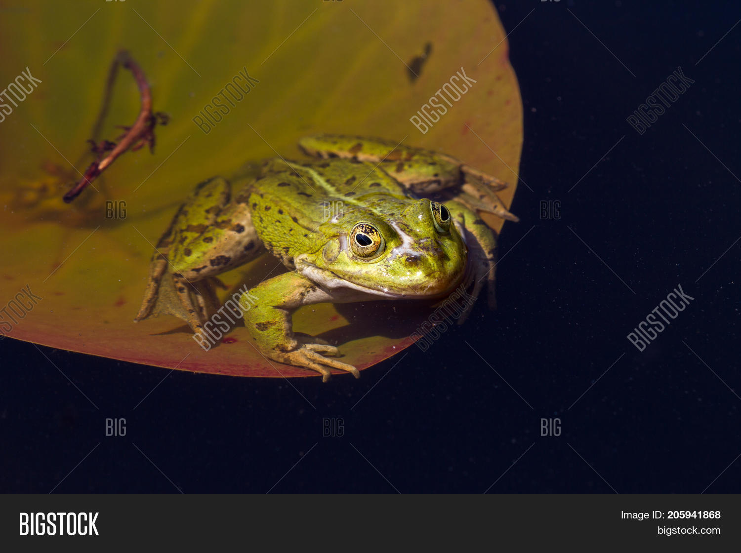 Green Frog Pond, Rana Image & Photo (Free Trial) | Bigstock