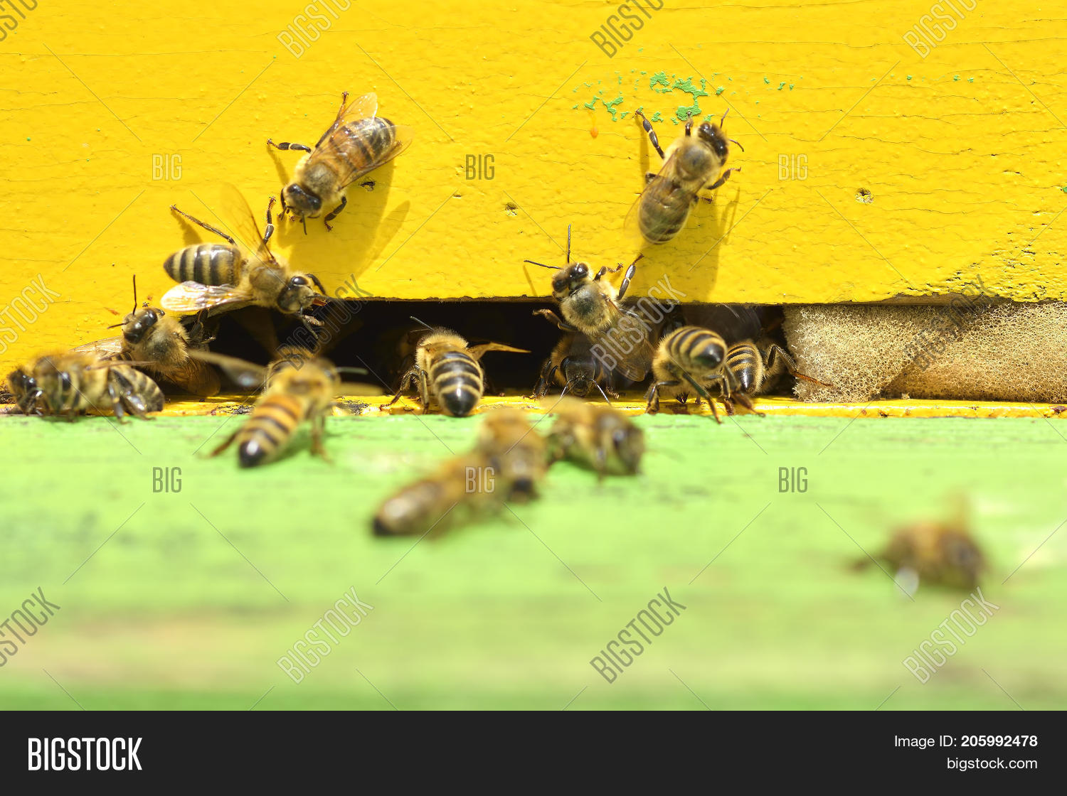 Work Bees Hive Bees Image & Photo (Free Trial) | Bigstock