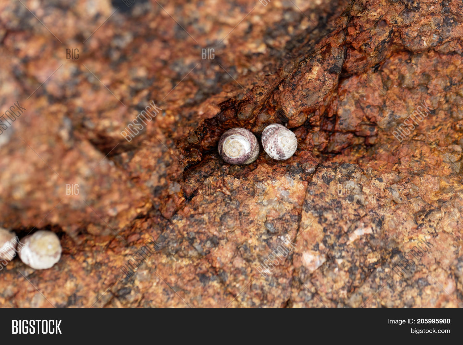 Common Periwinkle ( Image & Photo (Free Trial) | Bigstock