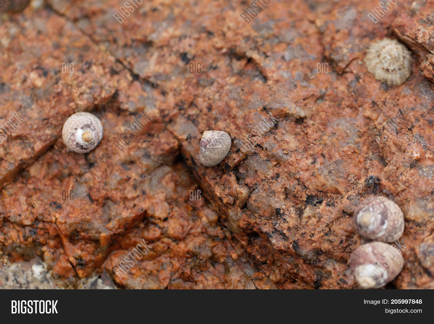 Common Periwinkle ( Image & Photo (Free Trial) | Bigstock