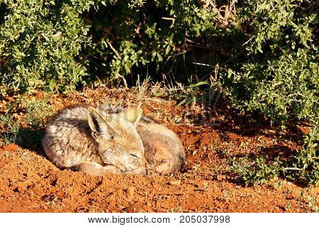 Black-backed Jackal Image & Photo (Free Trial) | Bigstock