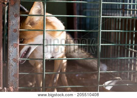 Fox Contained Cage Image & Photo (Free Trial) | Bigstock