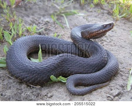 Adder Usually 이미지 및 사진(무료 체험) | Bigstock