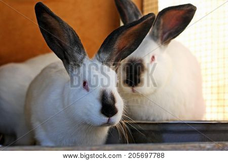 White Rabbit Black Image & Photo (Free Trial) | Bigstock