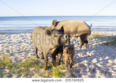 Family Wild Pigs Poses Image & Photo (Free Trial) | Bigstock