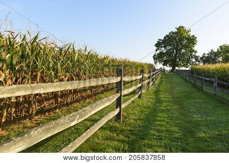 Large Tree Corn Field Image & Photo (Free Trial) | Bigstock