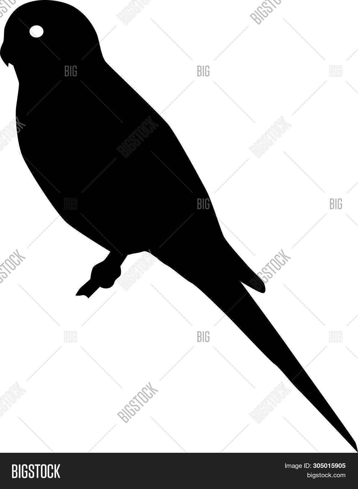 Budgie / Parakeet Vector & Photo (Free Trial) | Bigstock