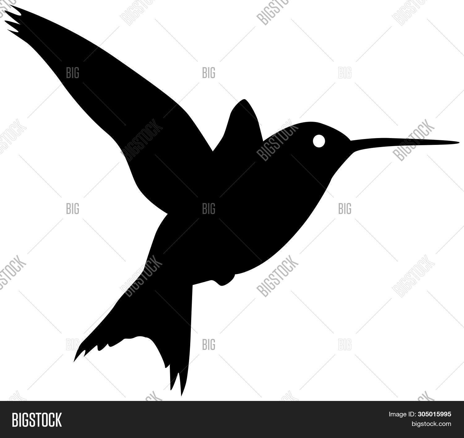 Hummingbird Black Vector & Photo (Free Trial) | Bigstock