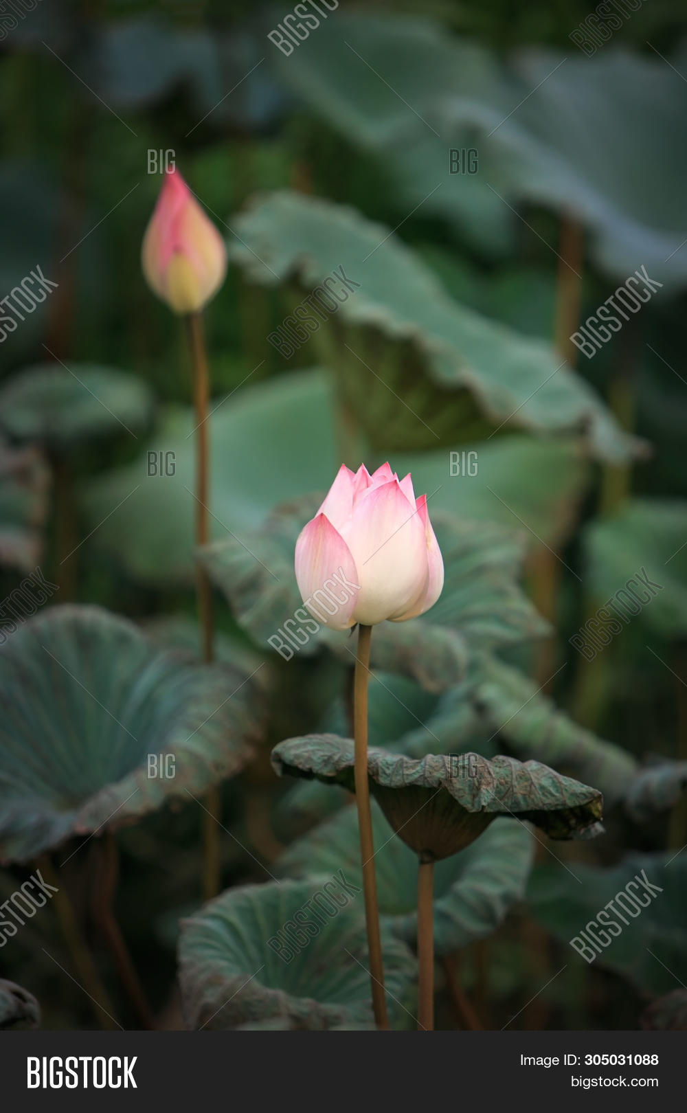Bud Lotus Flower. Image & Photo (Free Trial) | Bigstock