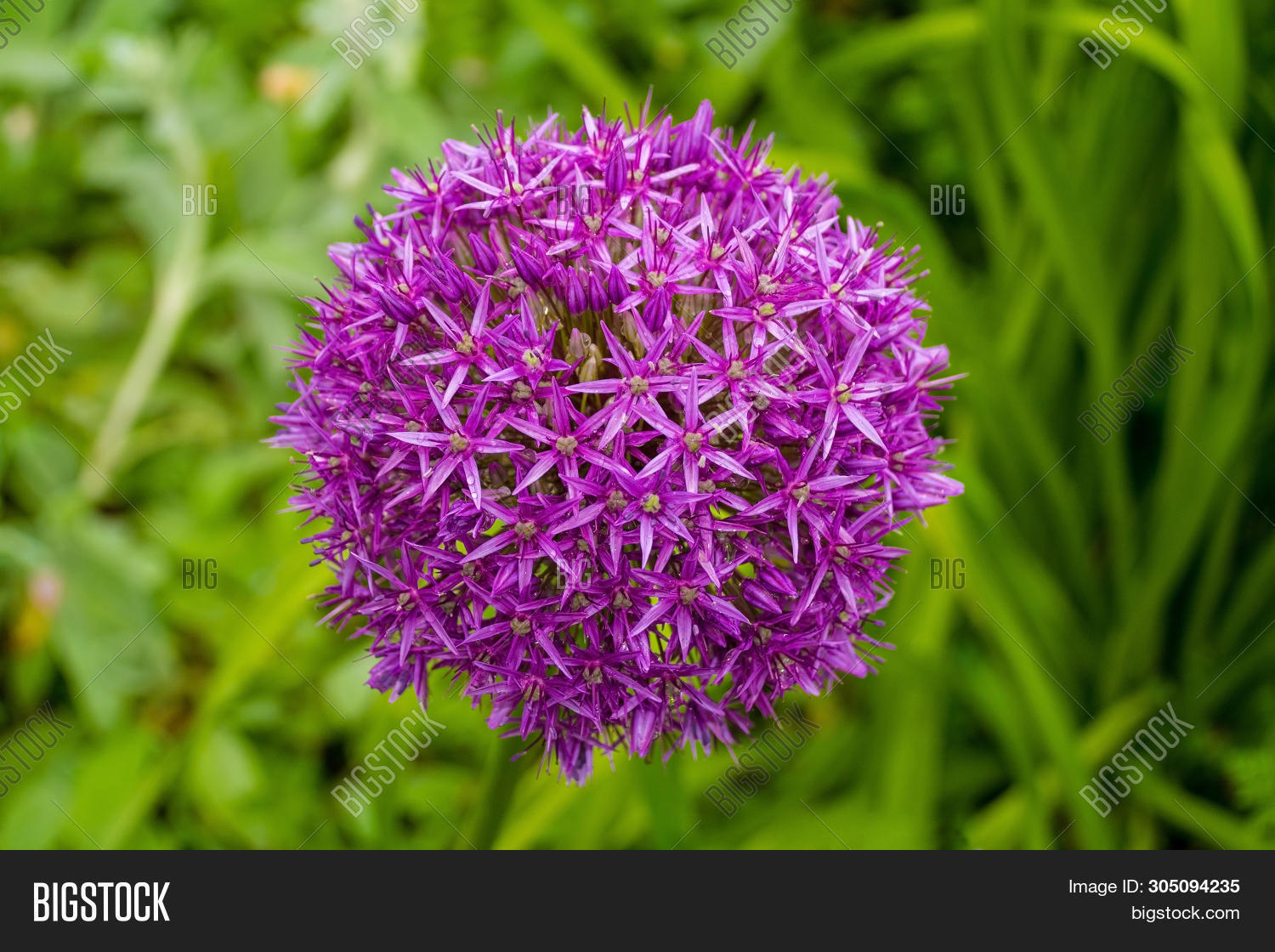 Flower Allium Image & Photo (Free Trial) | Bigstock
