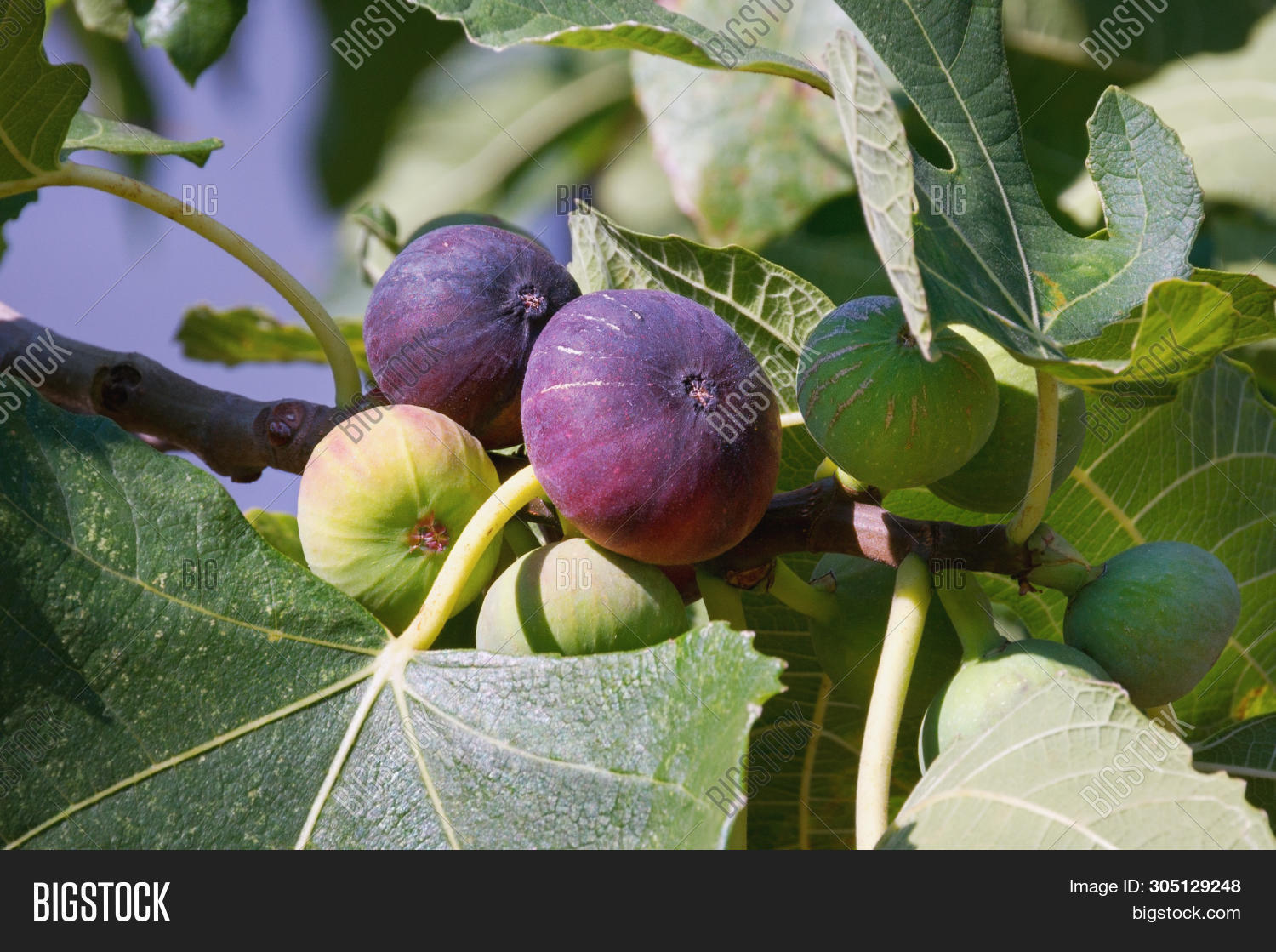 Autumn. Branch Fig Image & Photo (Free Trial) | Bigstock