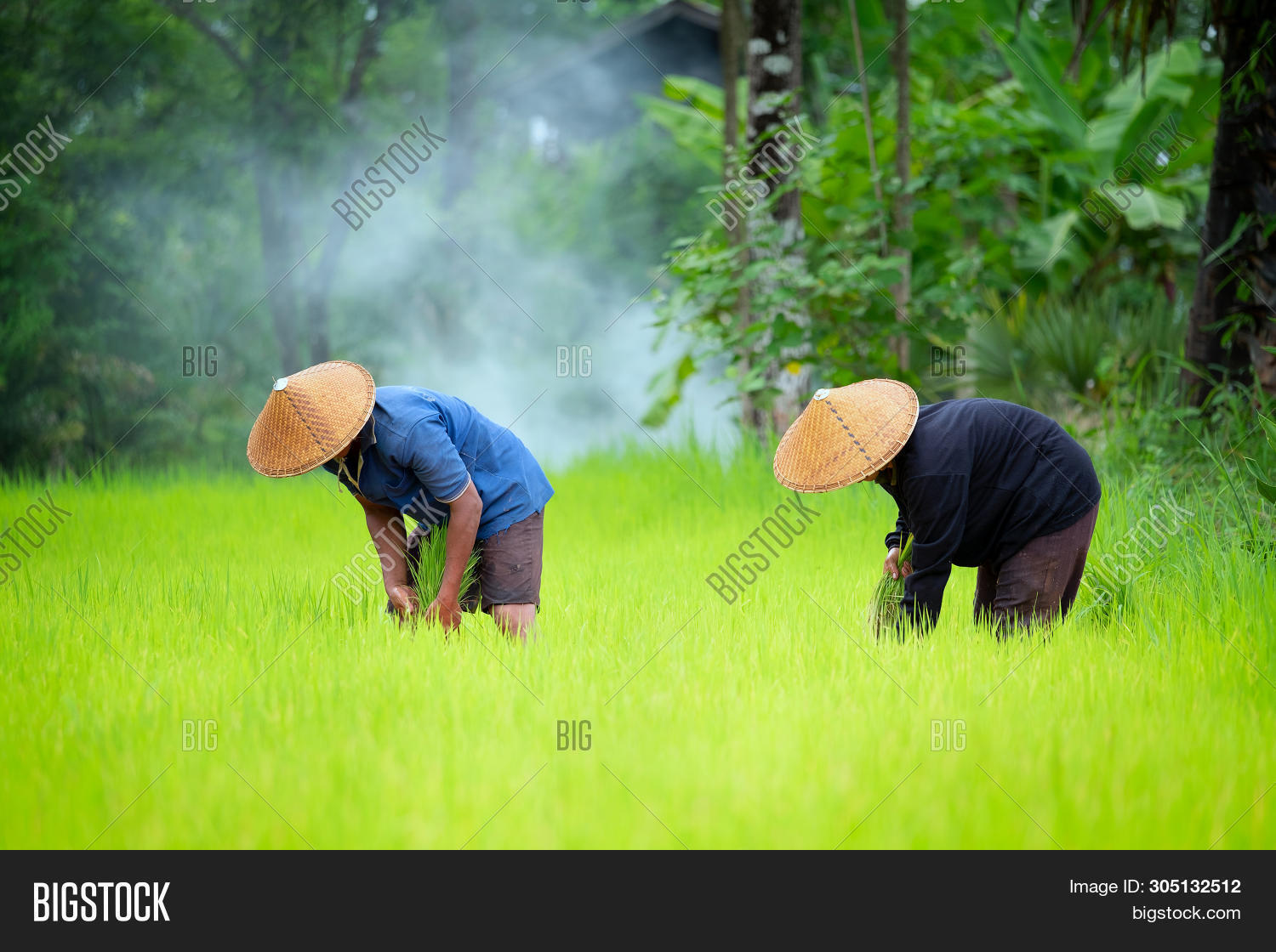 Farmers Grow Rice Image & Photo (Free Trial) | Bigstock